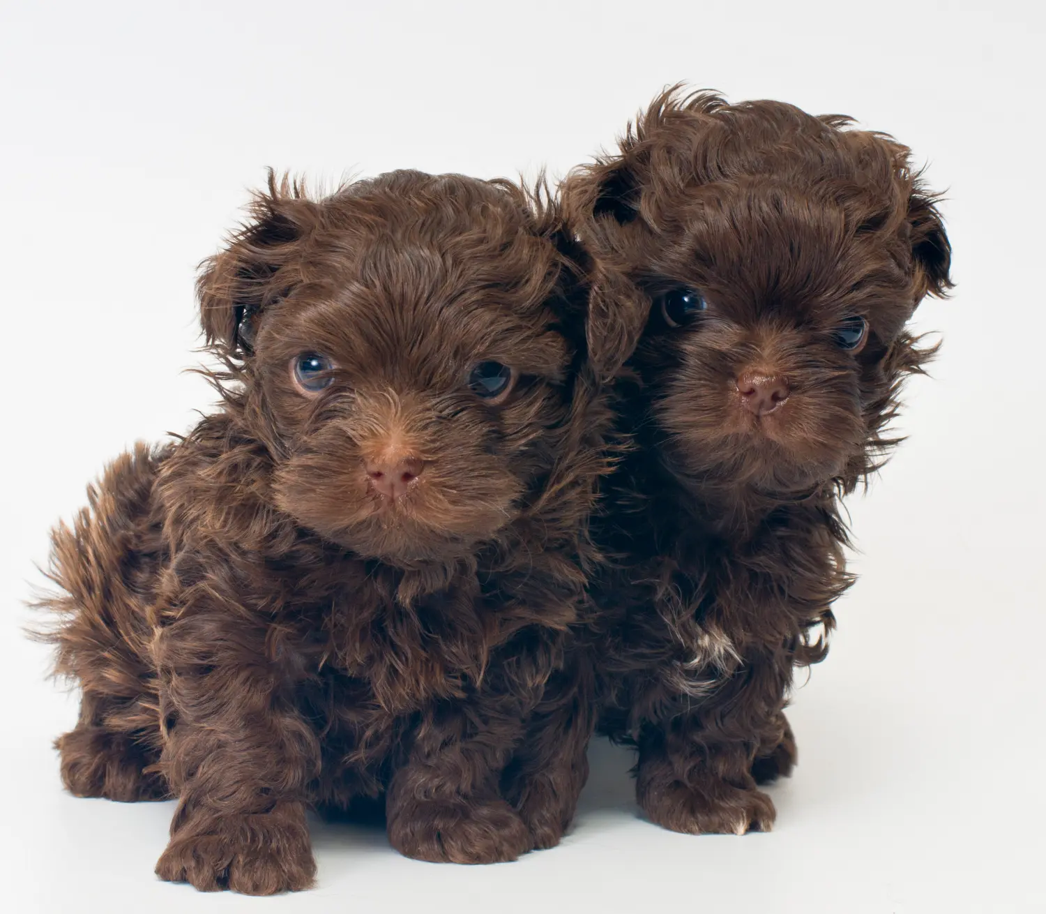 Welches Futter für Bolonka Welpen? - BolonkaZwetna.de