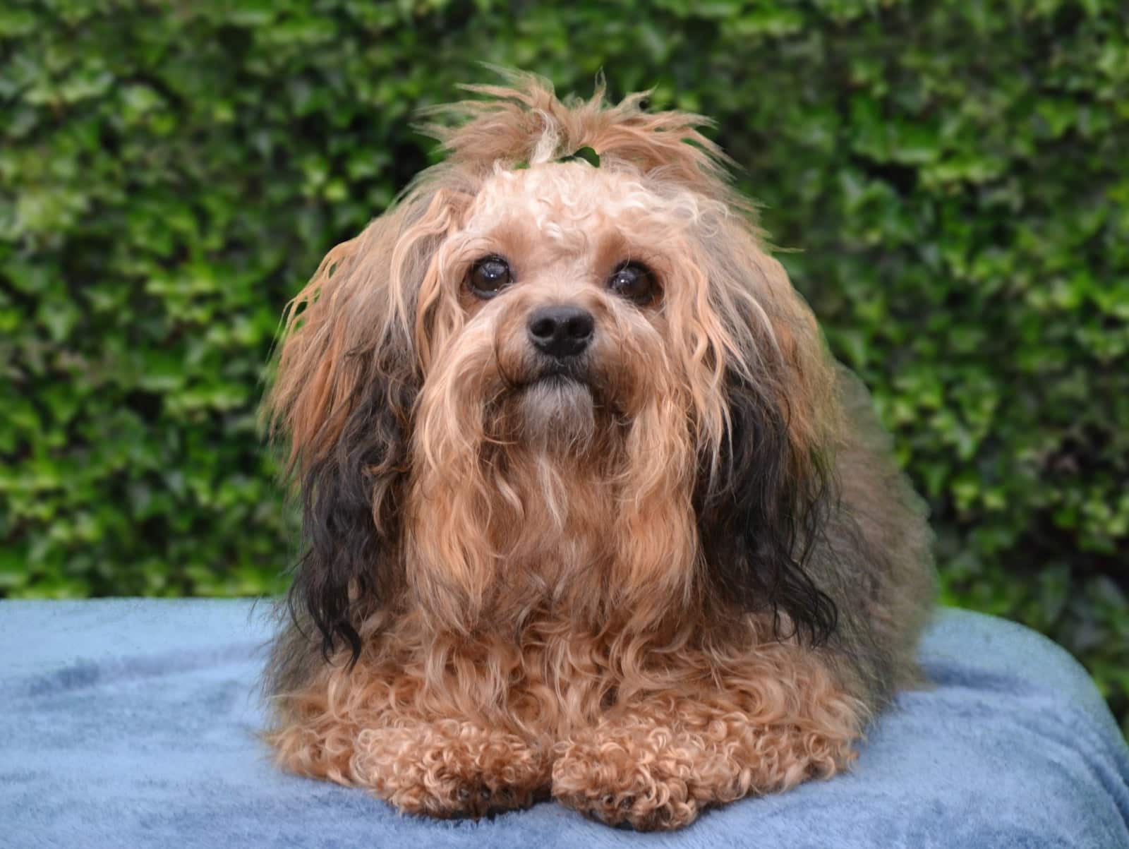 Bolonka Zwetna Züchter und Welpen in der Schweiz - BolonkaZwetna.de